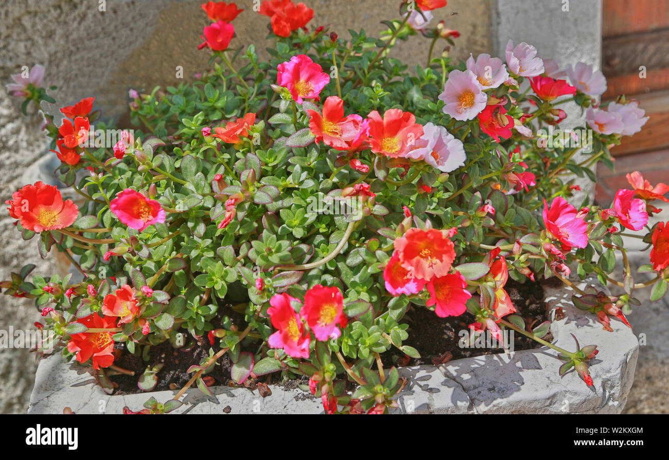 Tropische Pflanze mit roten und rosa Blüten und gelbe Mitte, Portulaca ...