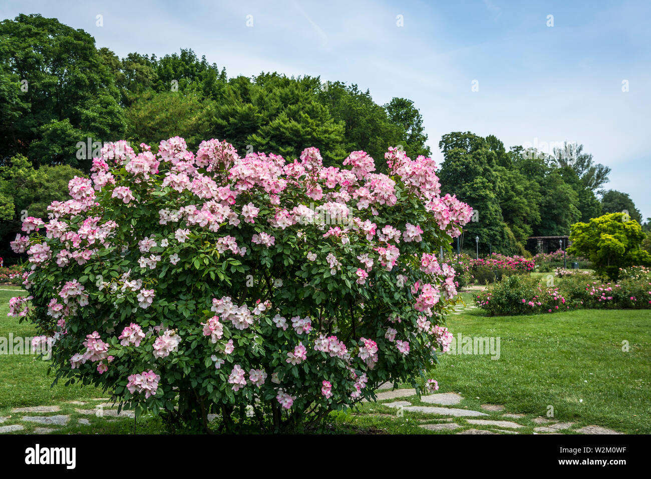 Rose garden parc de la -Fotos und -Bildmaterial in hoher Auflösung – Alamy