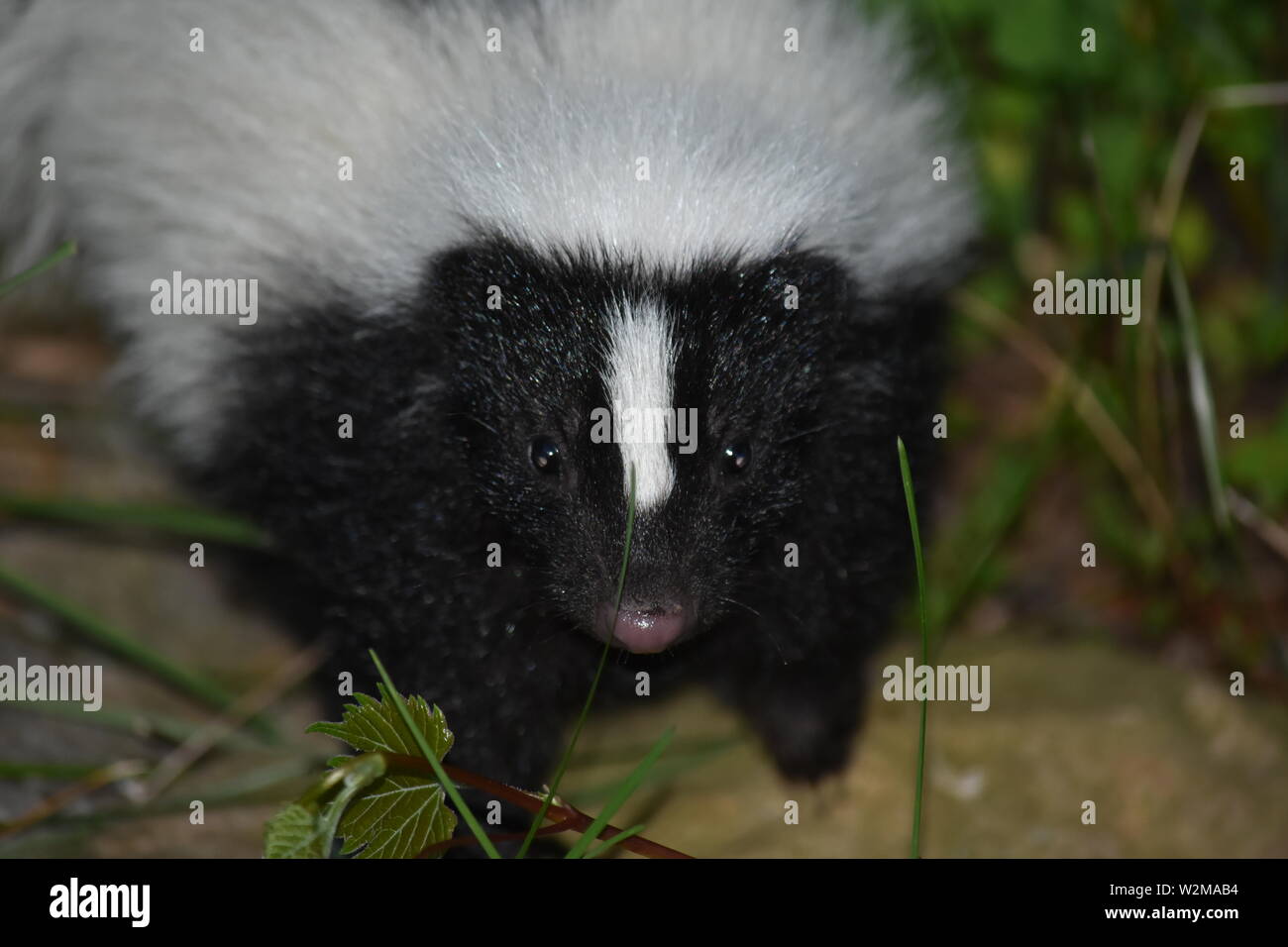 Baby Stinktier Stockfotos und -bilder Kaufen - Alamy