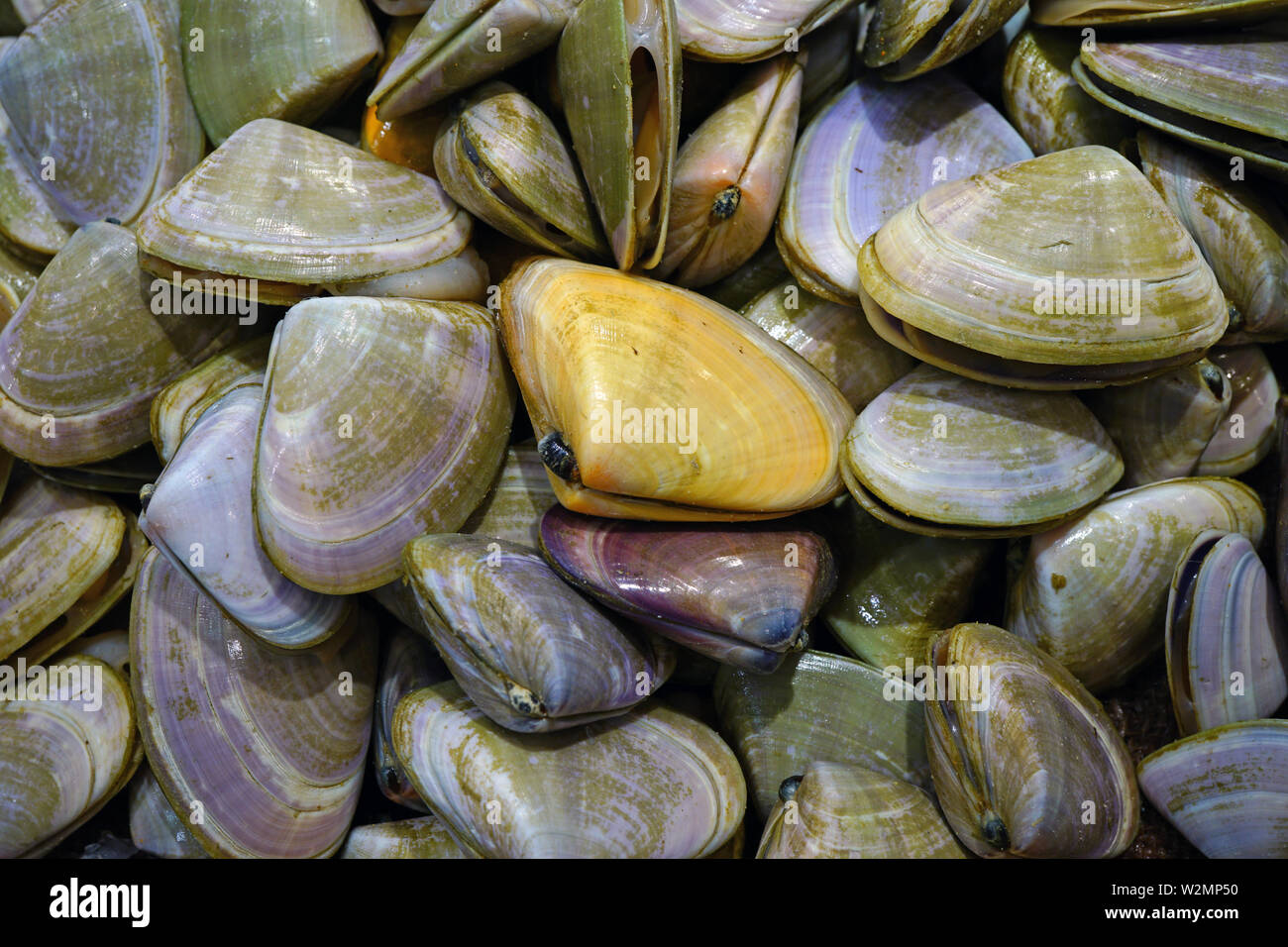Paphies australis -Fotos und -Bildmaterial in hoher Auflösung – Alamy