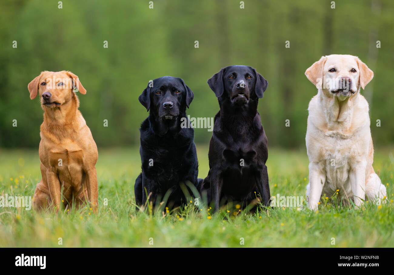 Sitzender labrador retriever -Fotos und -Bildmaterial in hoher ...