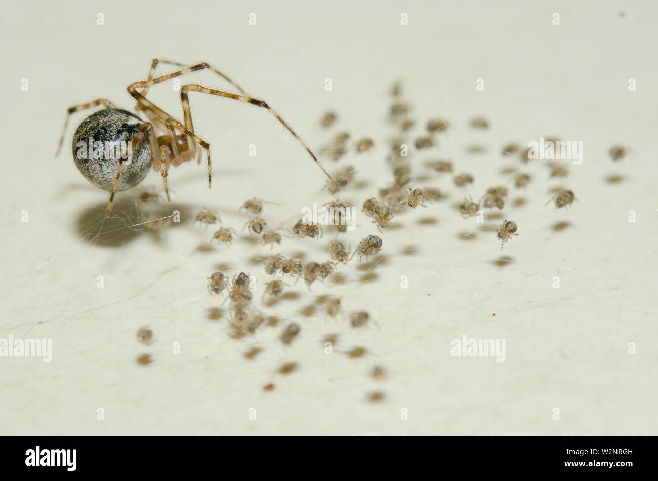 Theridiidae web -Fotos und -Bildmaterial in hoher Auflösung – Alamy