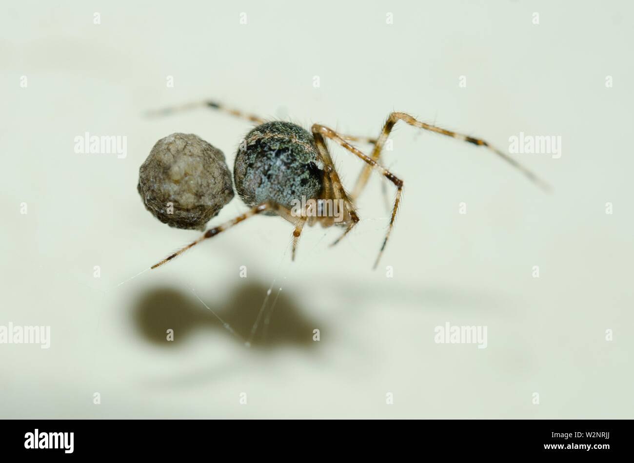 Theridiidae web -Fotos und -Bildmaterial in hoher Auflösung – Alamy