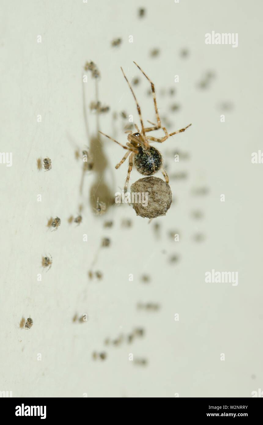 Spinne mit eikasten -Fotos und -Bildmaterial in hoher Auflösung – Alamy