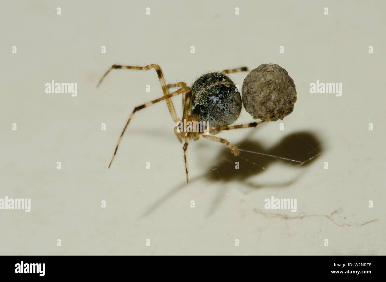 Theridiidae web -Fotos und -Bildmaterial in hoher Auflösung – Alamy