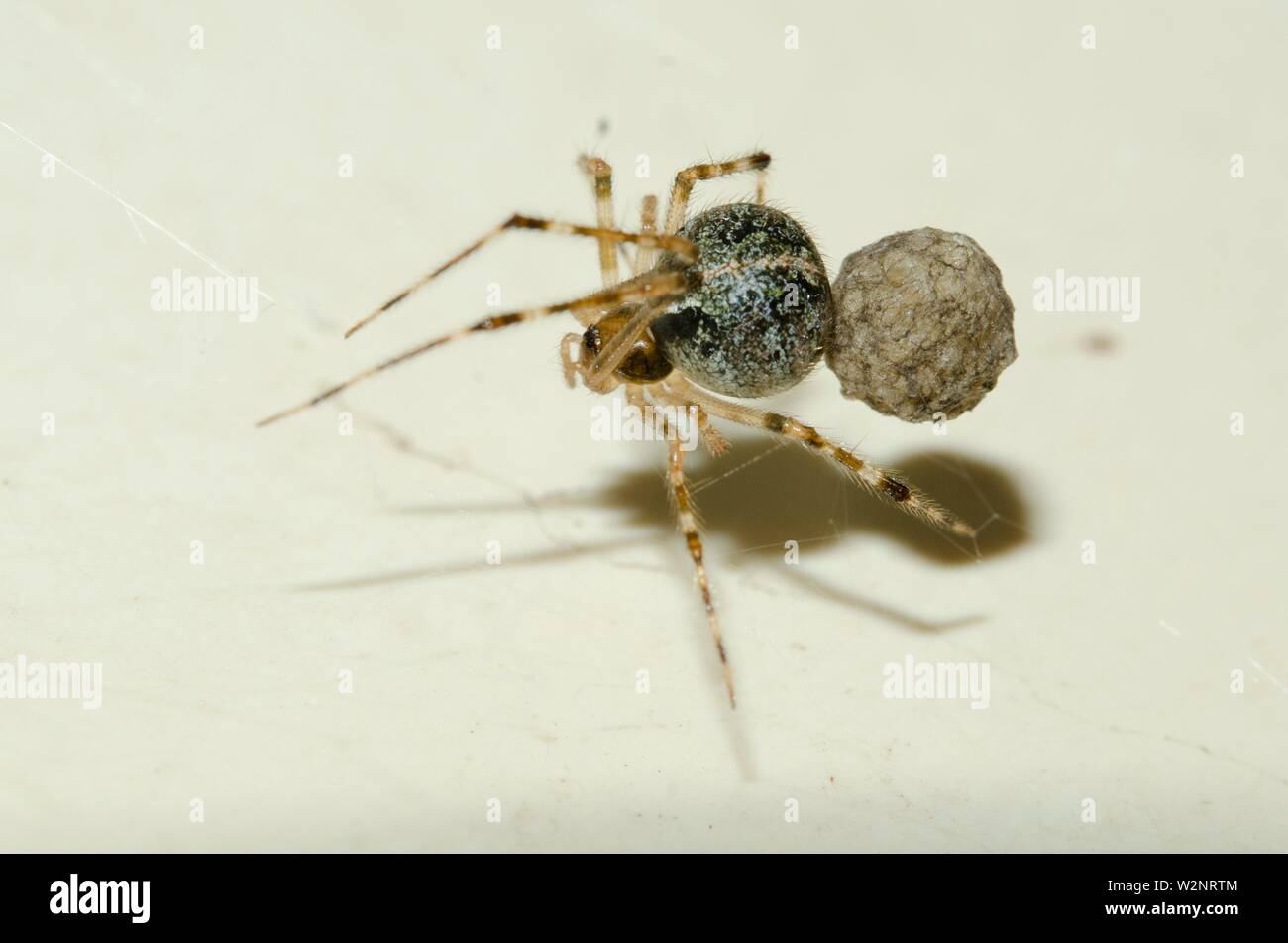 Theridiidae web -Fotos und -Bildmaterial in hoher Auflösung – Alamy