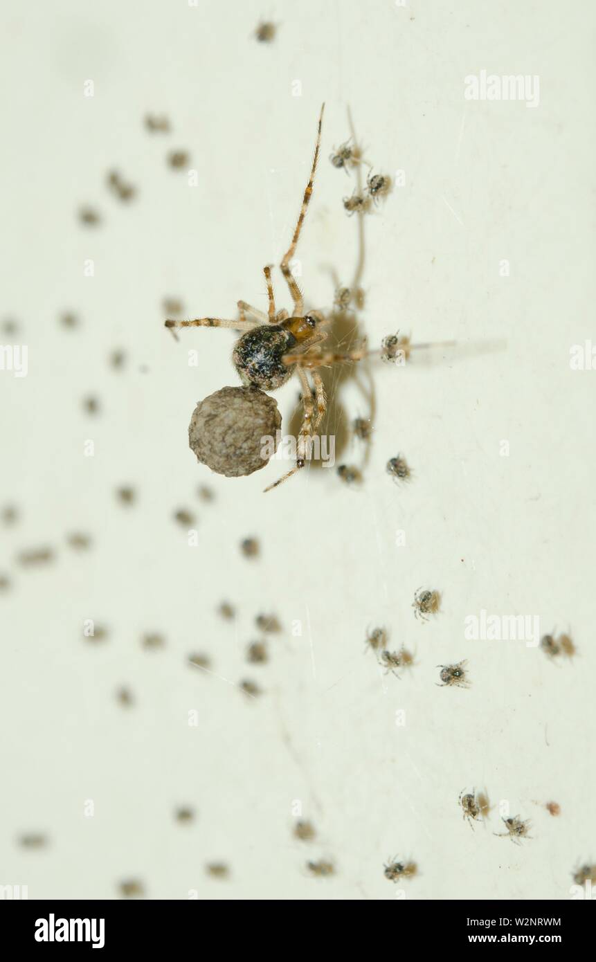 Theridiidae web -Fotos und -Bildmaterial in hoher Auflösung – Alamy