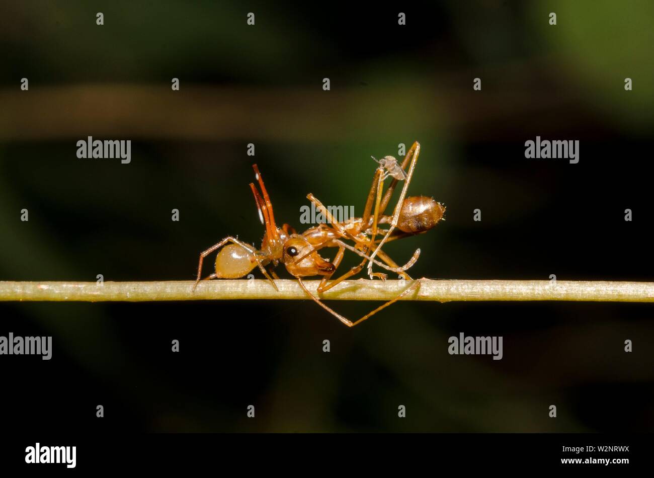 Zwei weberameisen -Fotos und -Bildmaterial in hoher Auflösung – Alamy