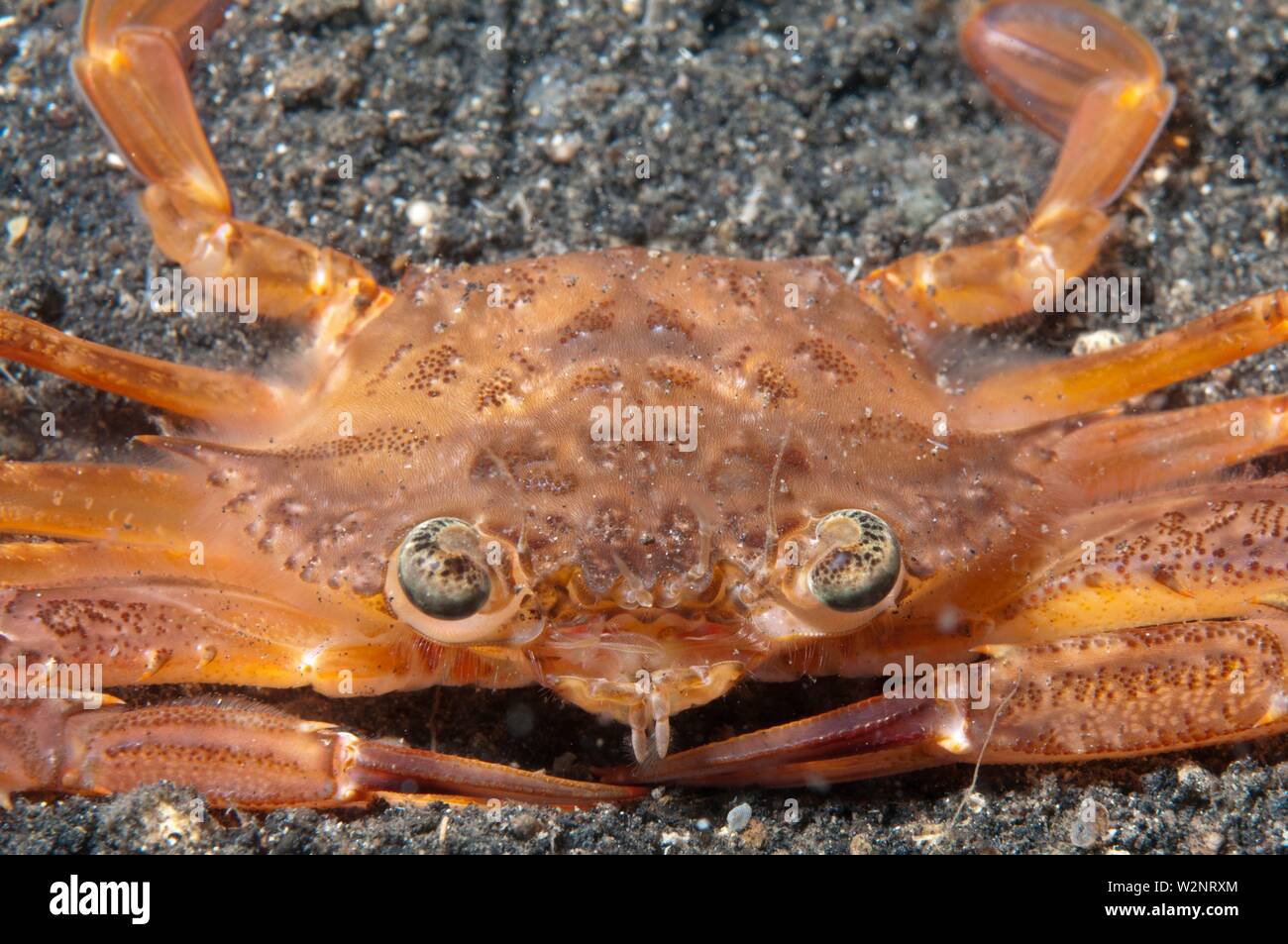 Portunidae Crab Portunidae Sp Stockfotos und -bilder Kaufen - Alamy