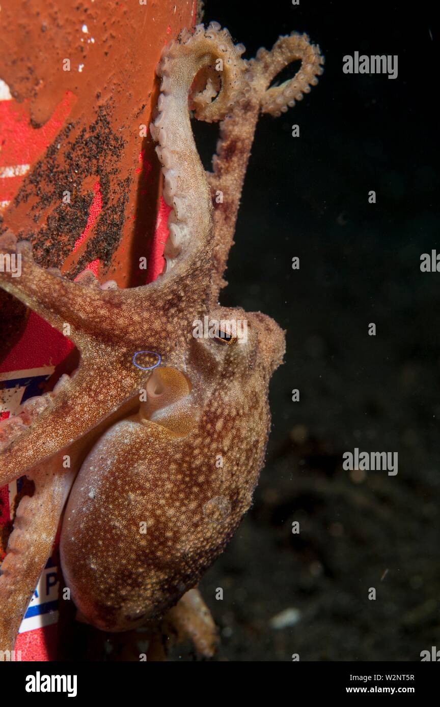 Mototi oktopus -Fotos und -Bildmaterial in hoher Auflösung – Alamy