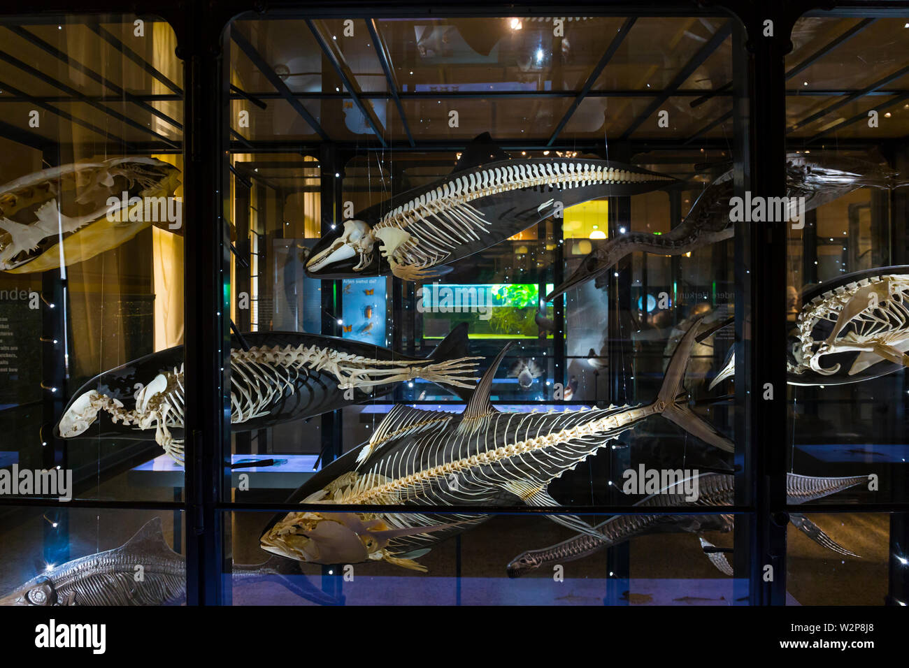 Das Museum für Naturkunde (MfN), das Naturkundemuseum oder Humboldt ...