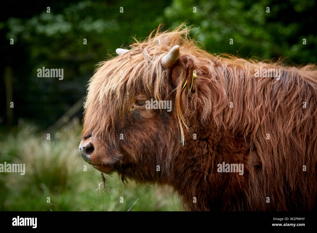 Lyme park -Fotos und -Bildmaterial in hoher Auflösung – Alamy