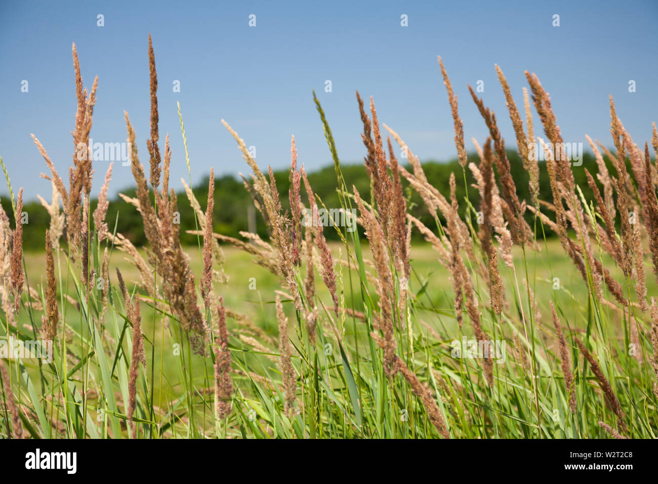 Grass steppe -Fotos und -Bildmaterial in hoher Auflösung – Alamy