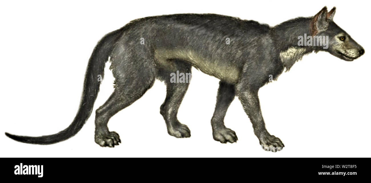 Daphoenodon superbus -Fotos und -Bildmaterial in hoher Auflösung – Alamy