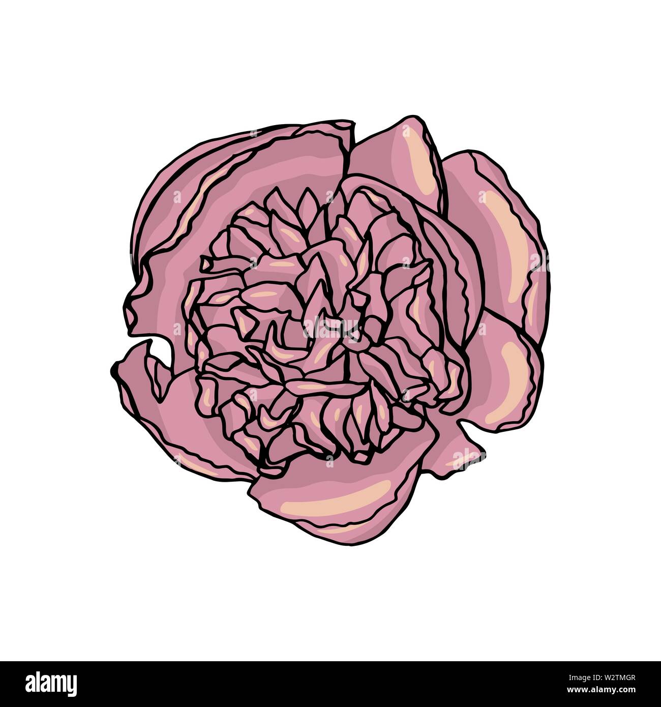 Hand gezeichnet Pfingstrose. Floral Design Element isoliert auf weißem ...