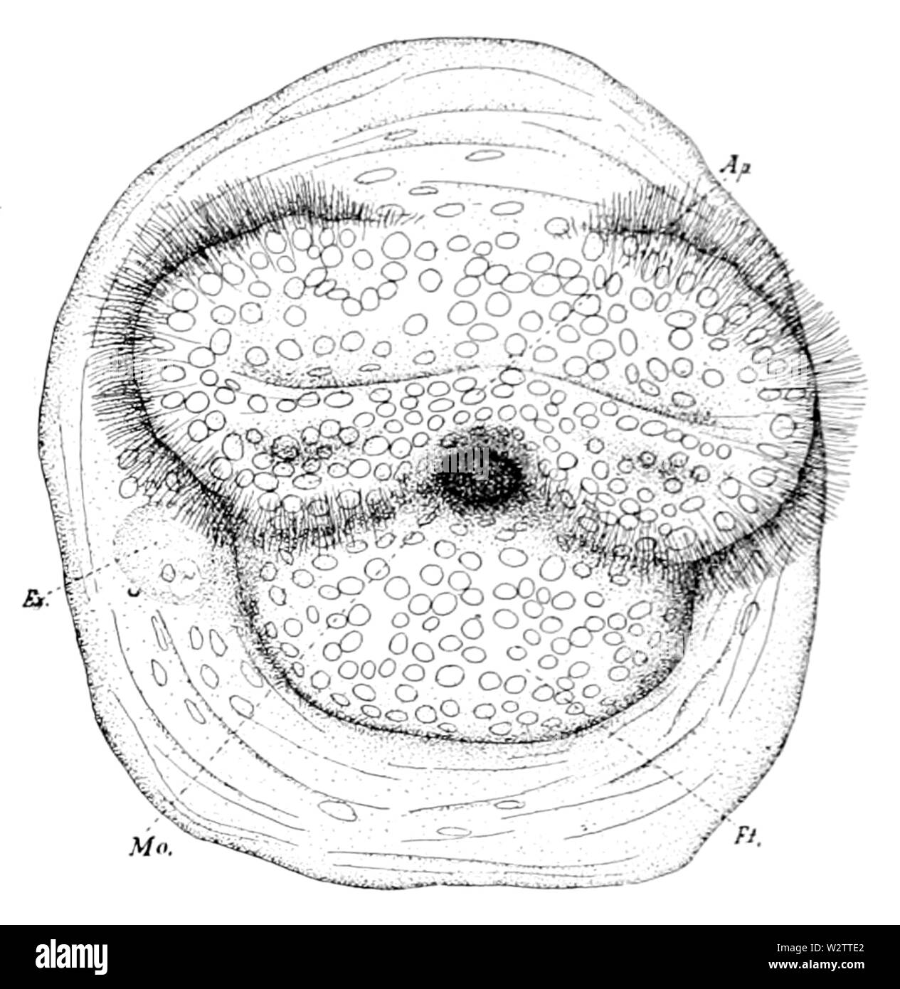 Fiona pinnata -Fotos und -Bildmaterial in hoher Auflösung – Alamy
