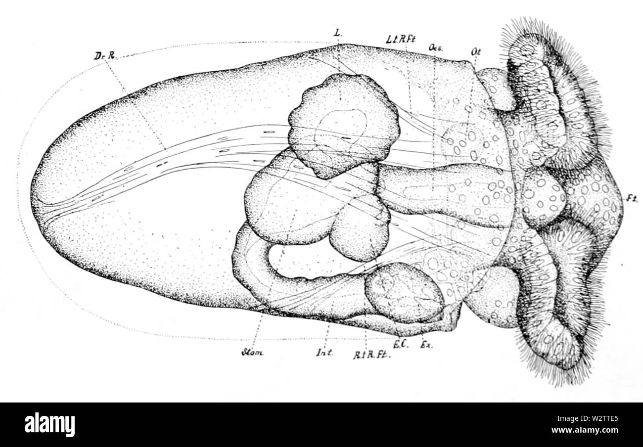 Fiona pinnata -Fotos und -Bildmaterial in hoher Auflösung – Alamy