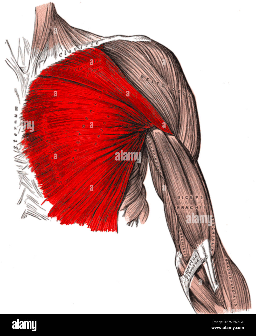 Pectoralis major -Fotos und -Bildmaterial in hoher Auflösung – Alamy