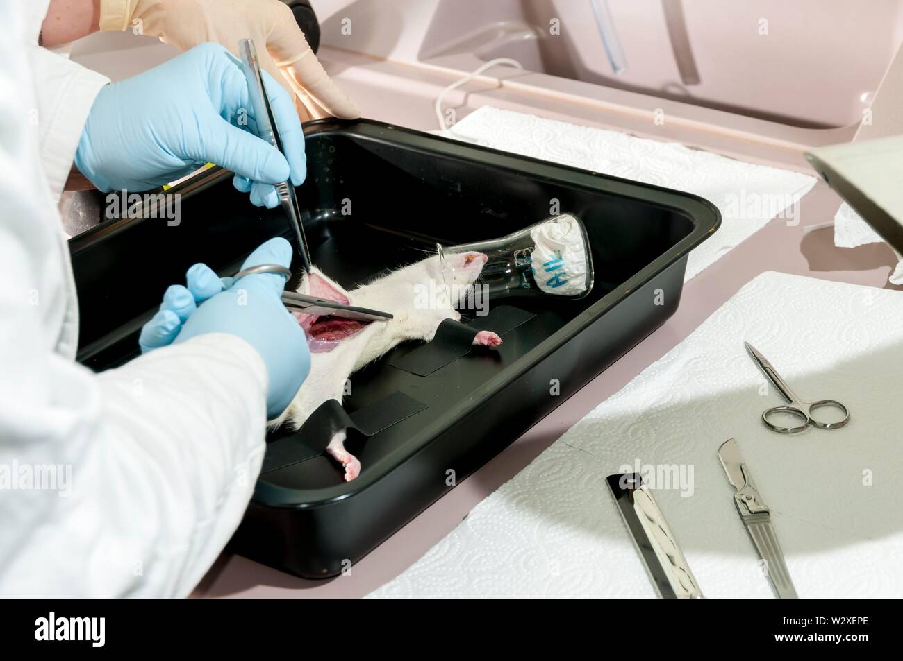 Ratte experiment -Fotos und -Bildmaterial in hoher Auflösung – Alamy