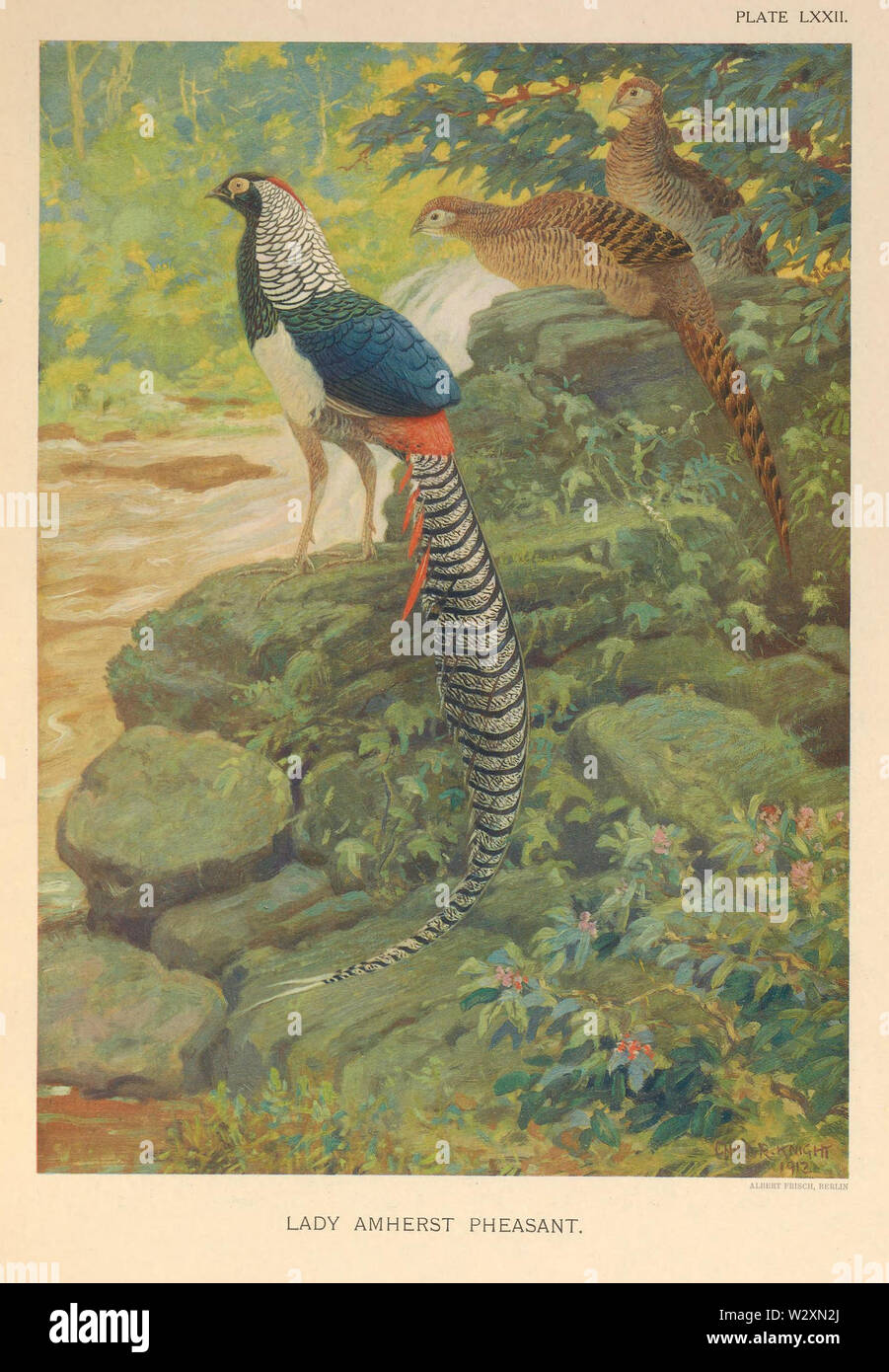 Lady amherst pheasant -Fotos und -Bildmaterial in hoher Auflösung – Alamy