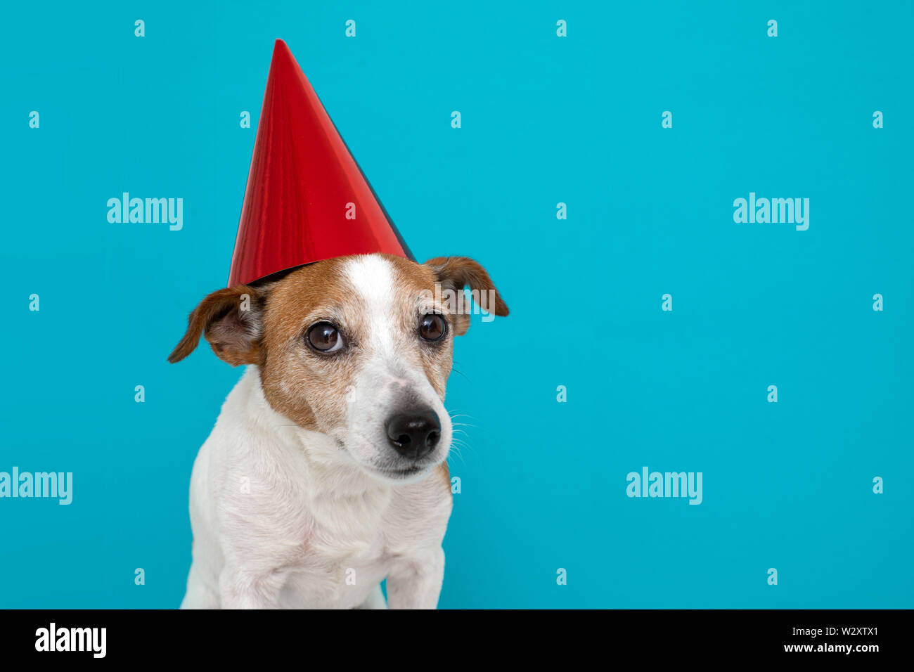 Hund mit hut party -Fotos und -Bildmaterial in hoher Auflösung – Alamy
