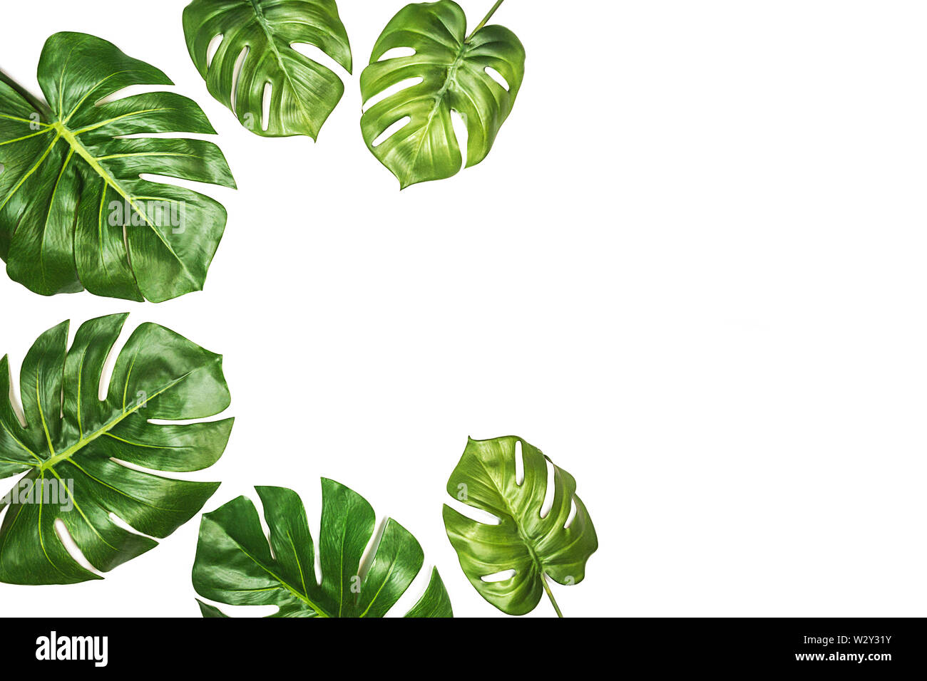 Monstera muster -Fotos und -Bildmaterial in hoher Auflösung – Alamy