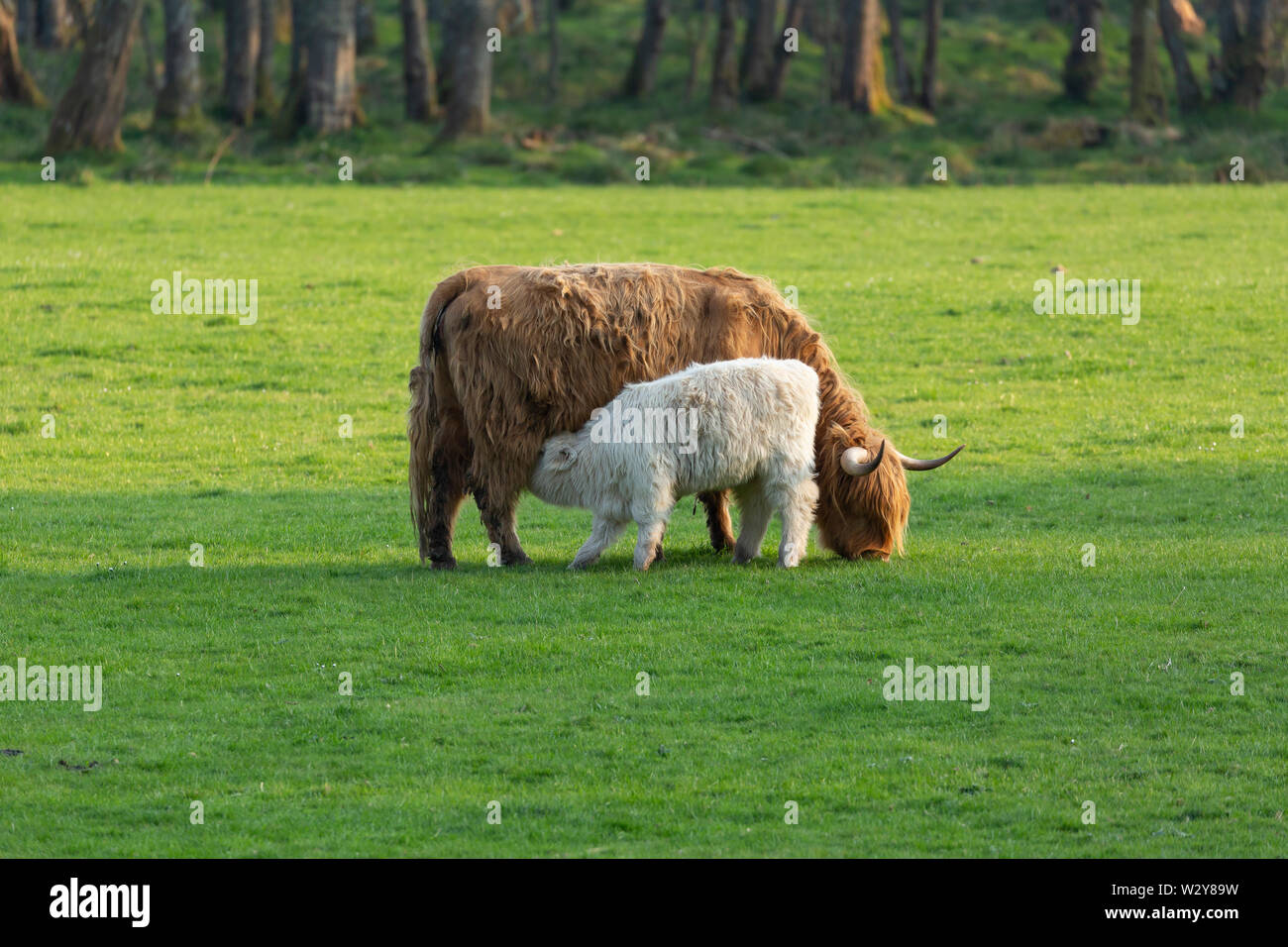 Highland Kuh und Kalb mit Kalb Zufuhr von der Mutter. Hochland ...