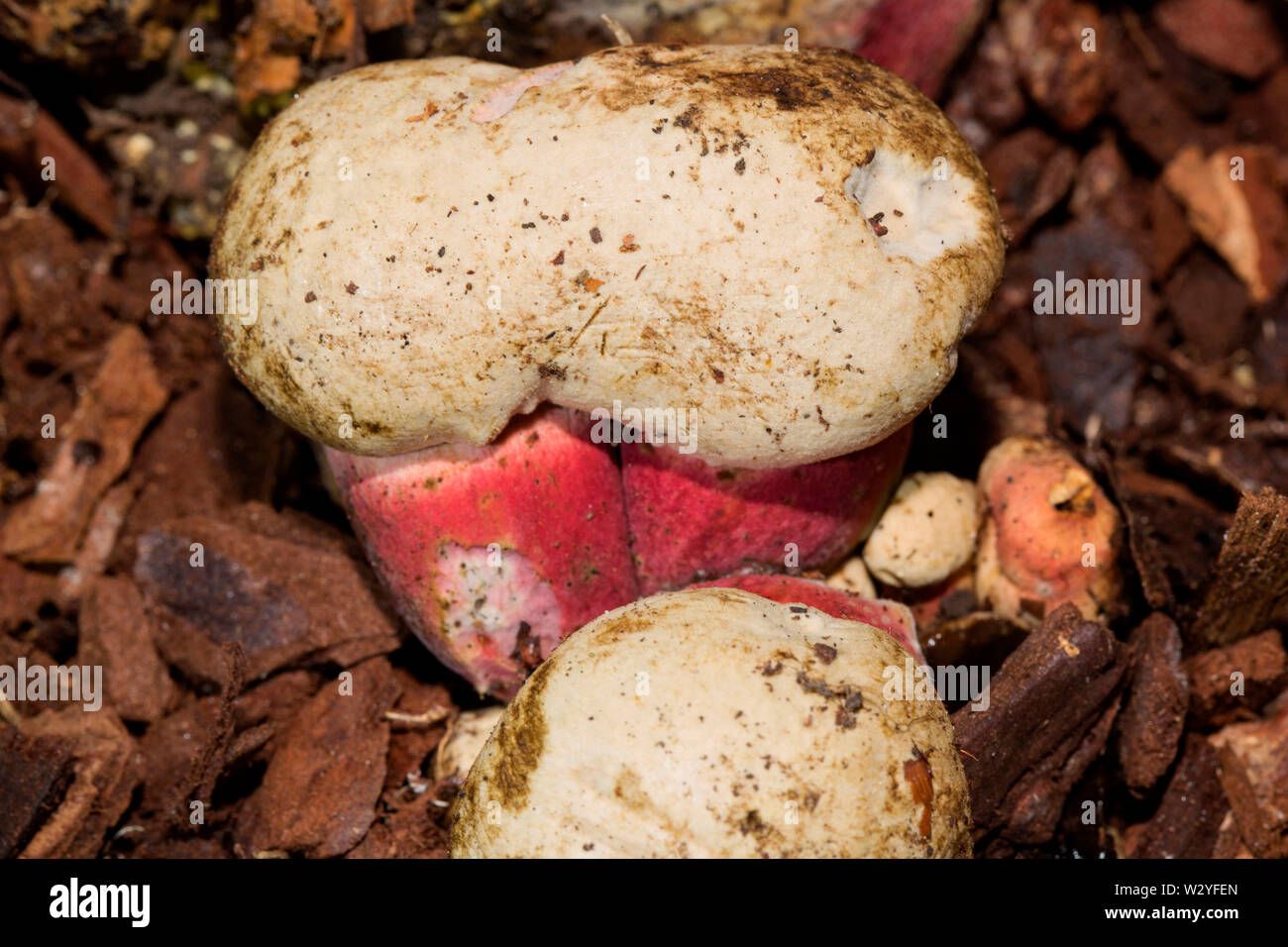 Rubroboletus satanas -Fotos und -Bildmaterial in hoher Auflösung – Alamy