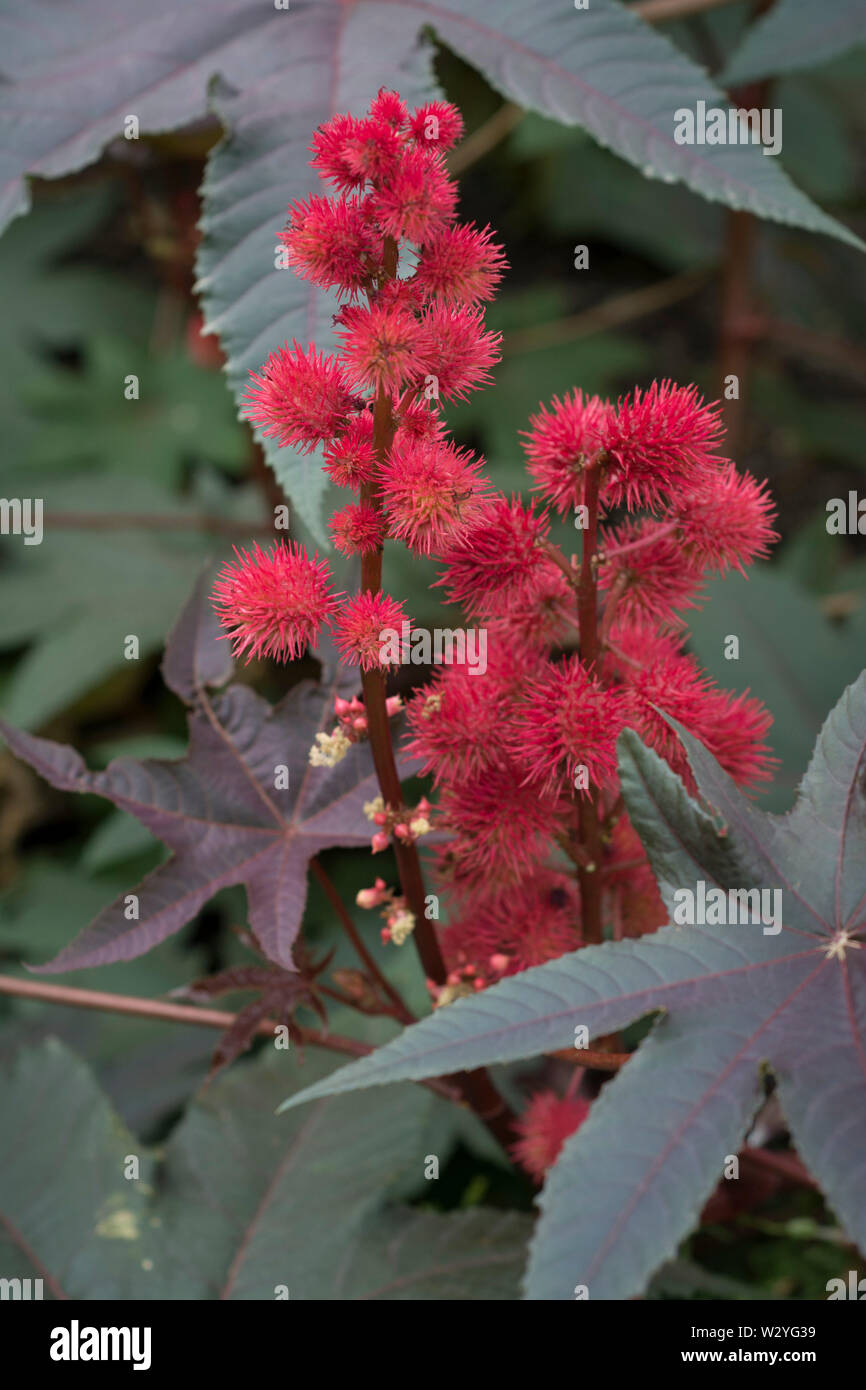 Rizinus, Franken, Bayern, Deutschland, (Ricinus communis ...
