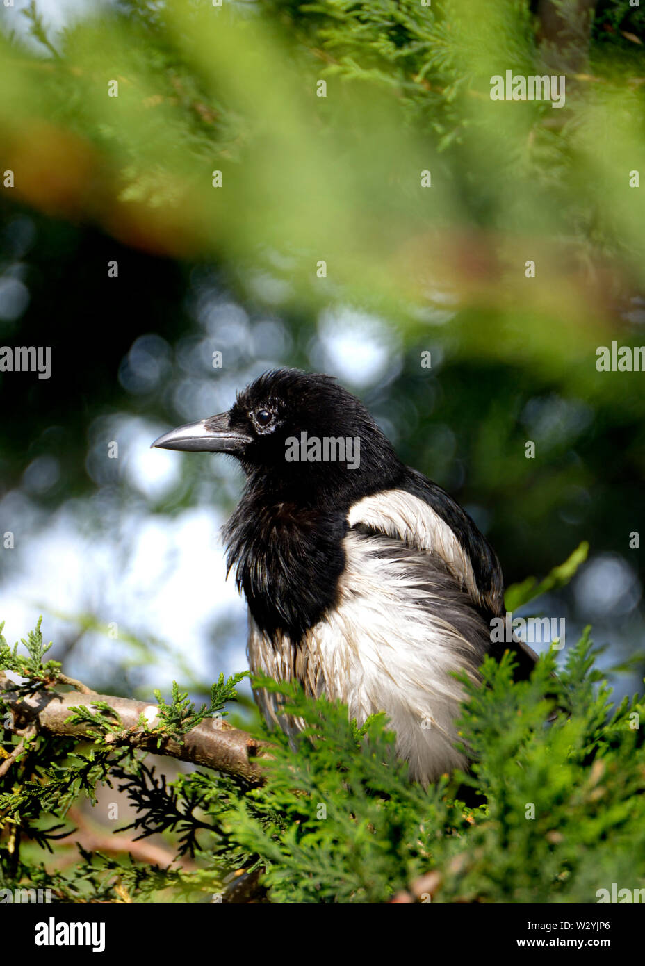Junge elster -Fotos und -Bildmaterial in hoher Auflösung – Alamy