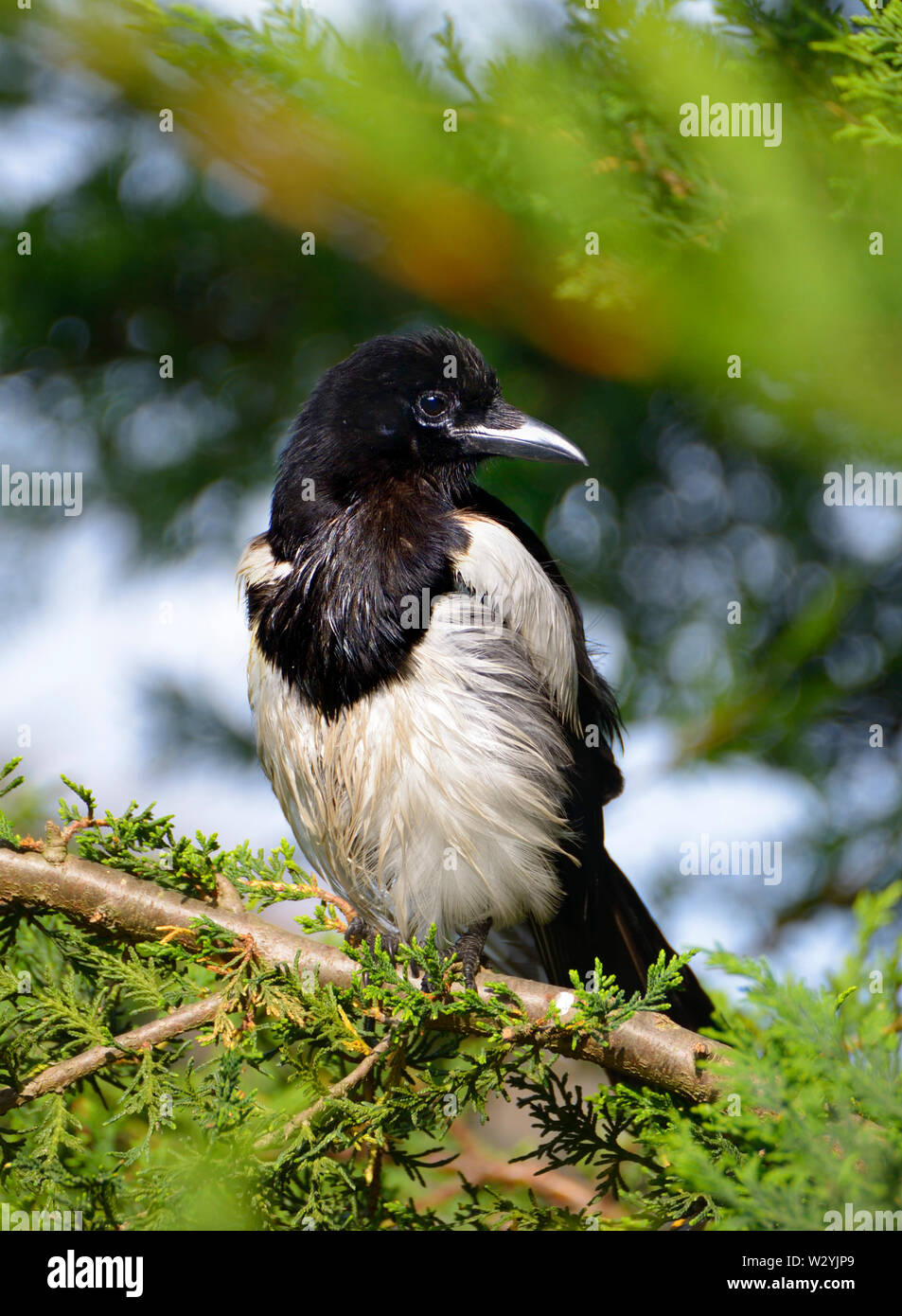 Junge elster -Fotos und -Bildmaterial in hoher Auflösung – Alamy