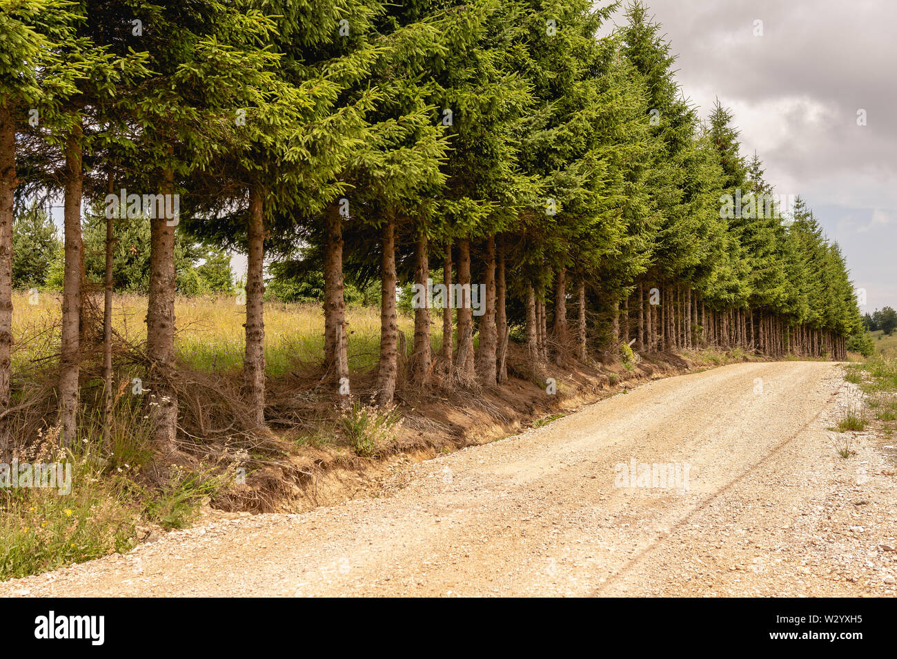 Tanne Hintergrund Stockfotos und -bilder Kaufen - Alamy