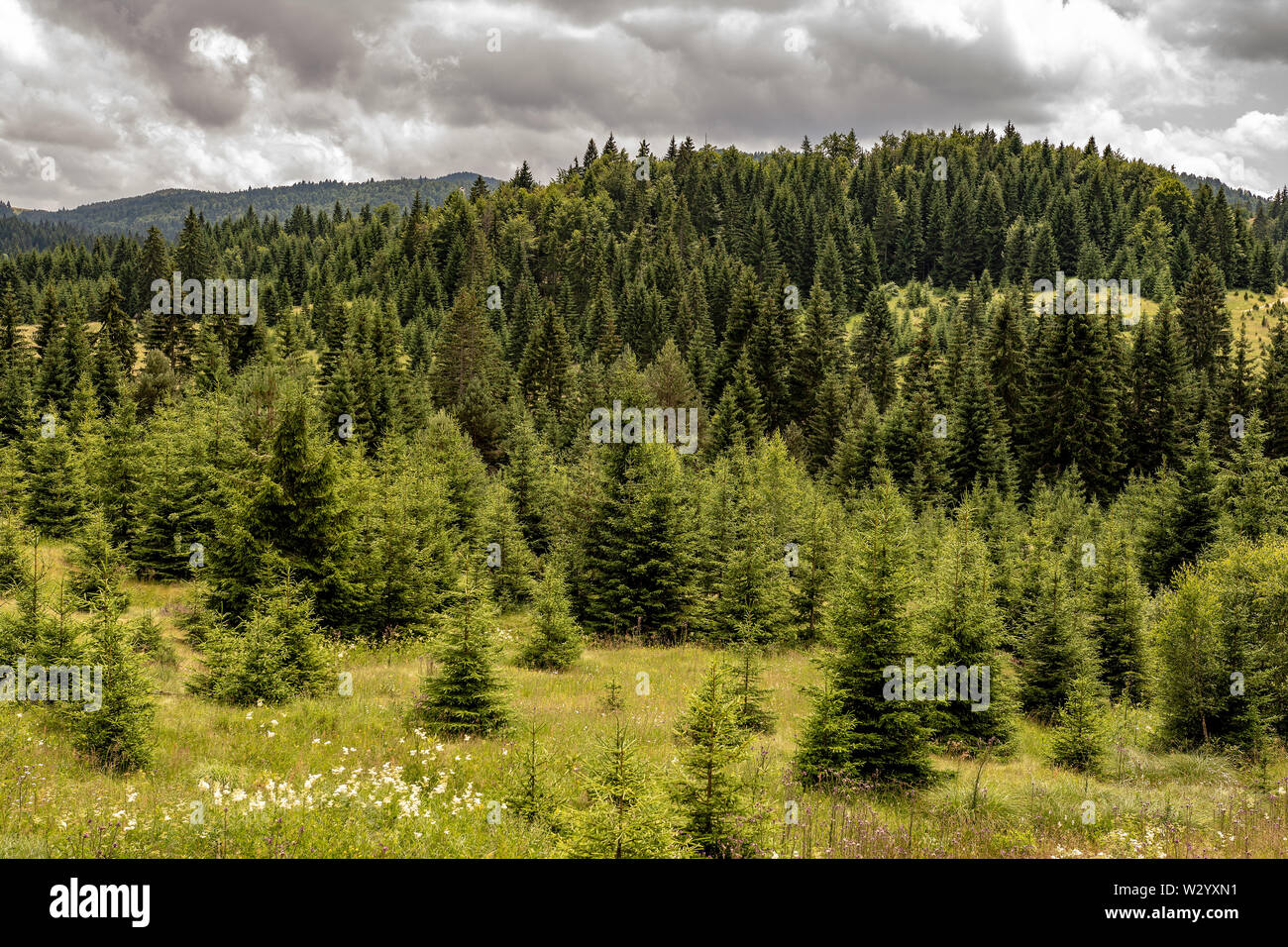 Wiese Am Wald Stockfotos und -bilder Kaufen - Alamy
