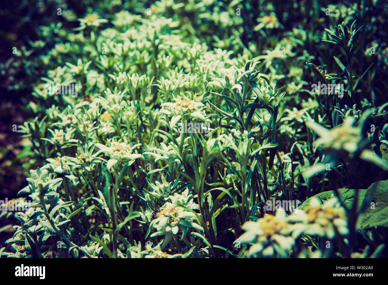 Edelweiss zeichnung -Fotos und -Bildmaterial in hoher Auflösung – Alamy