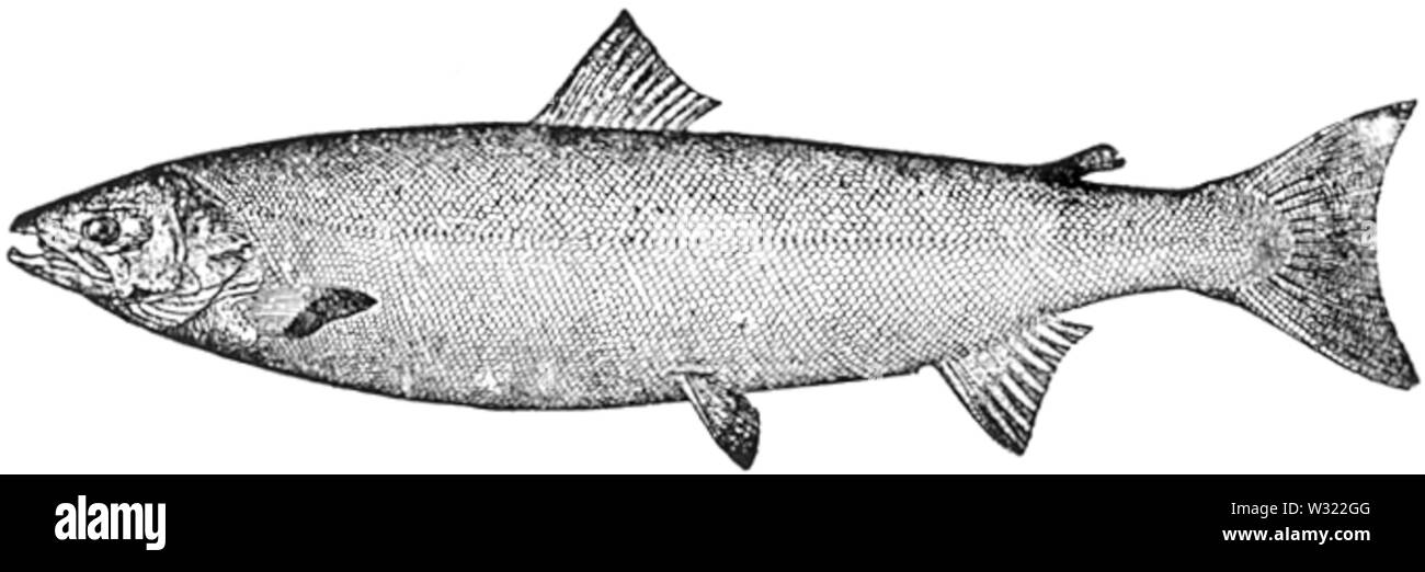 Salmo Salar Illustration Stockfotos und -bilder Kaufen - Alamy