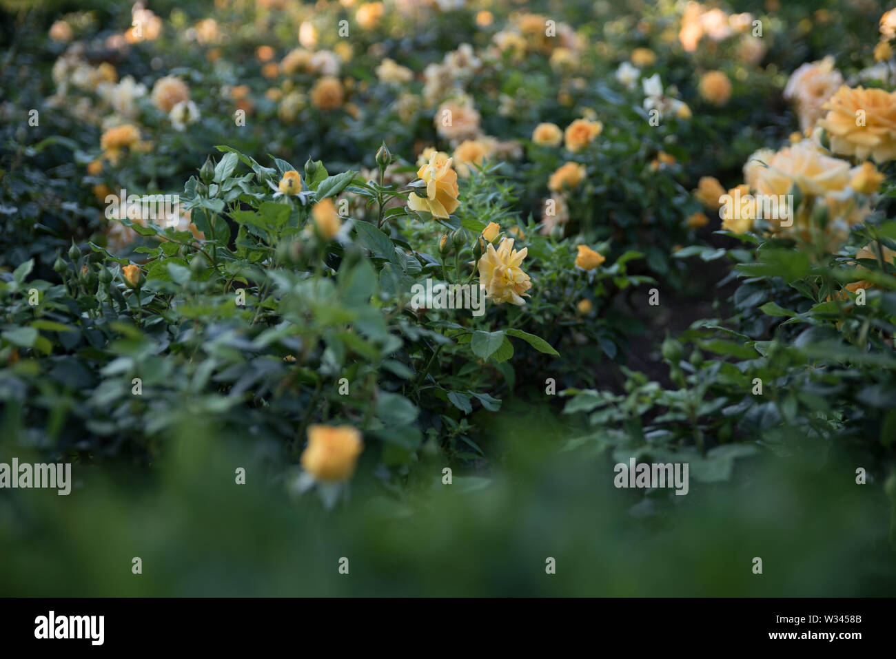 Rosengarten Austria Stockfotos und -bilder Kaufen - Alamy