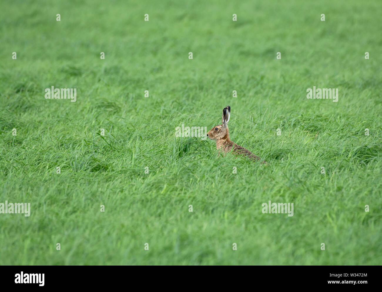 Hase im gras -Fotos und -Bildmaterial in hoher Auflösung – Alamy