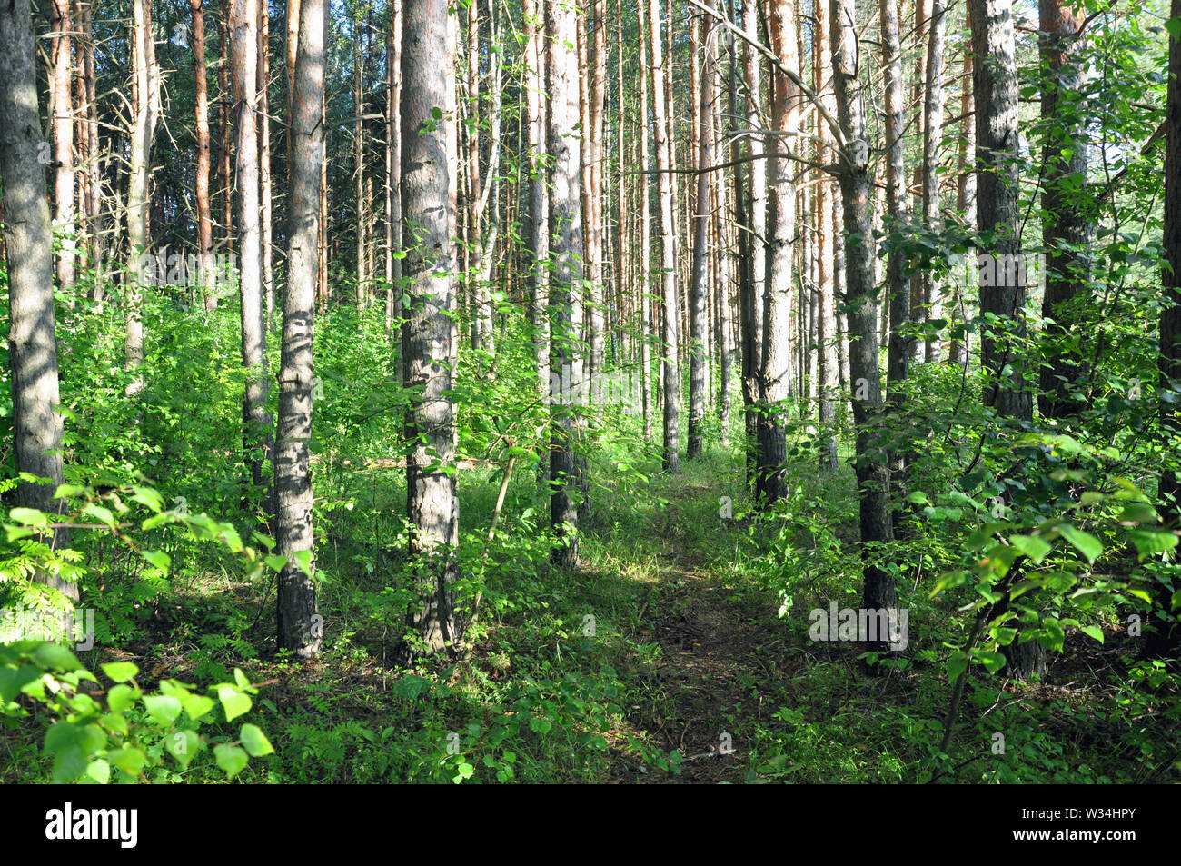 Gemischter Laubwald Stockfotos und -bilder Kaufen - Alamy