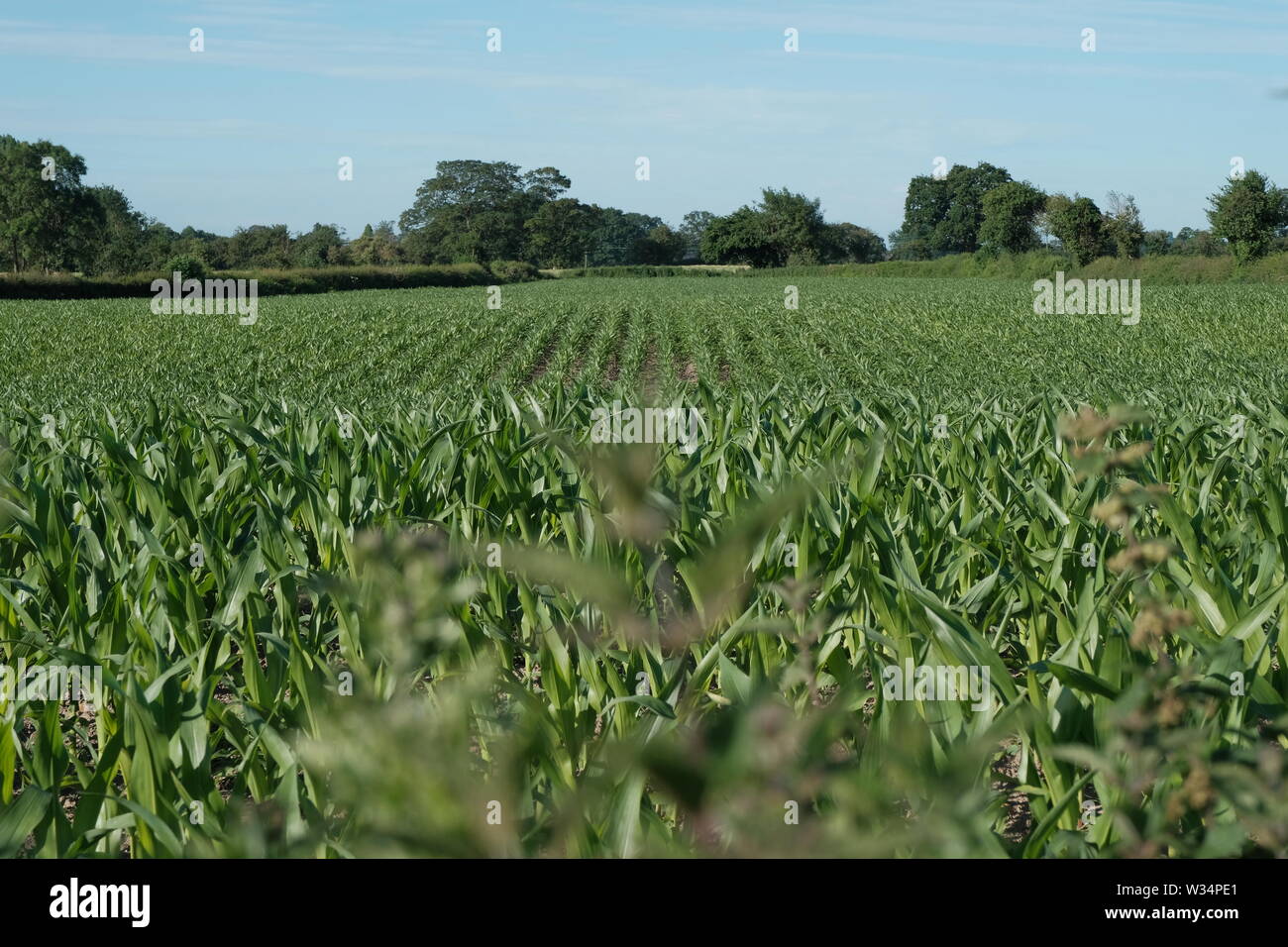 Strip cropping -Fotos und -Bildmaterial in hoher Auflösung – Alamy