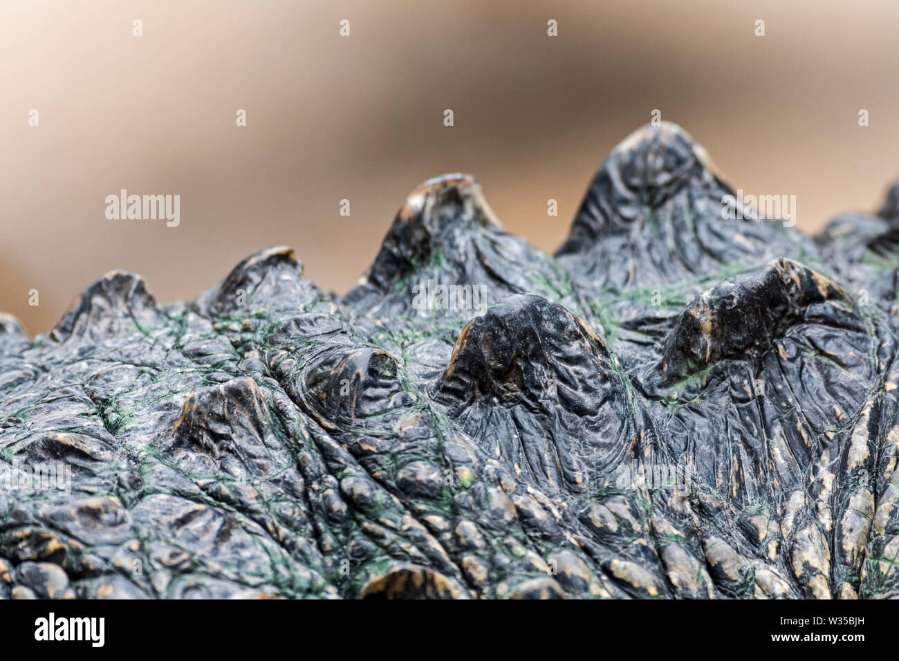 Back scales american alligator alligator -Fotos und -Bildmaterial in ...