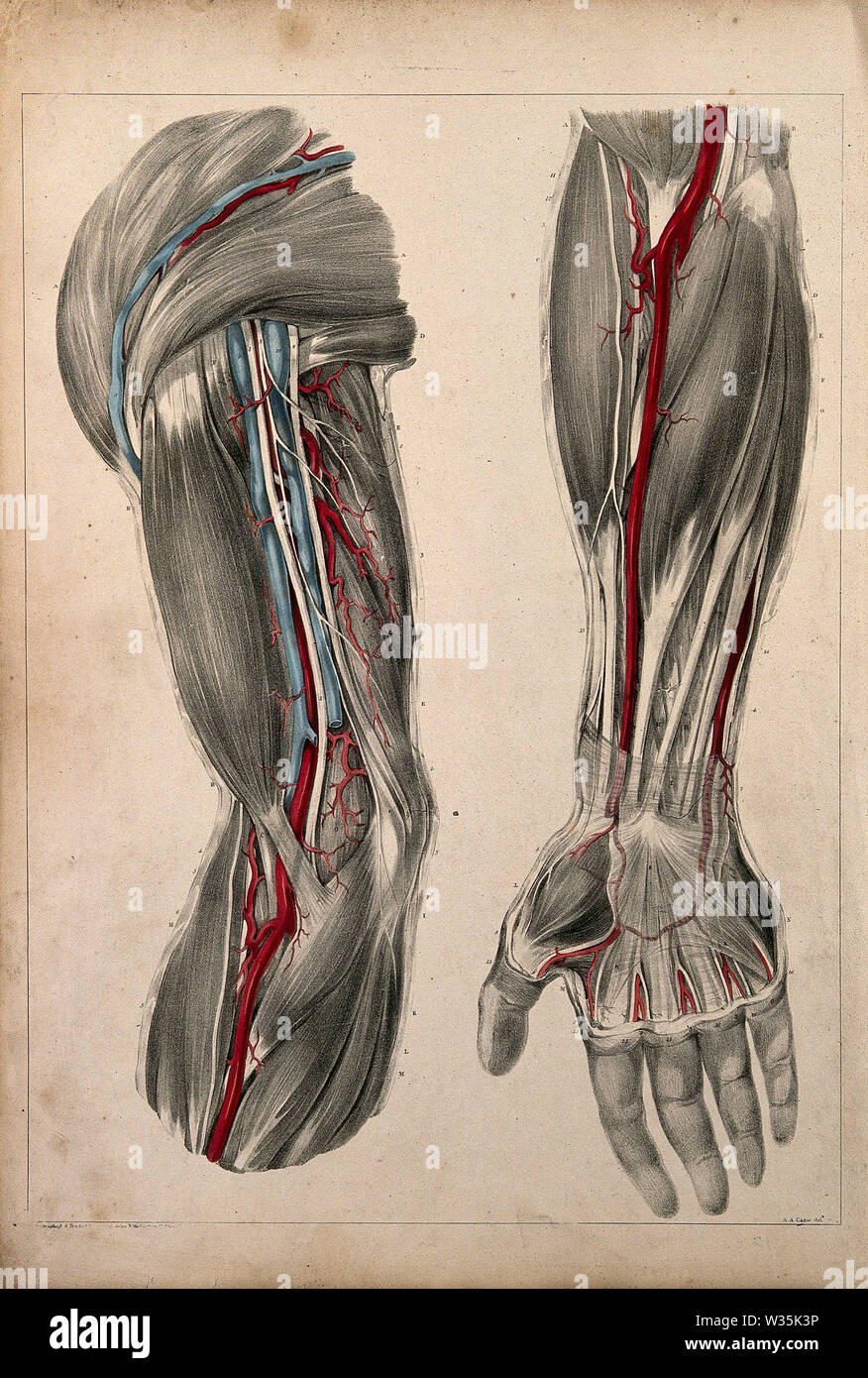 Anatomie Des Oberkörpers Stockfotos & Anatomie Des Oberkörpers Bilder - Alamy