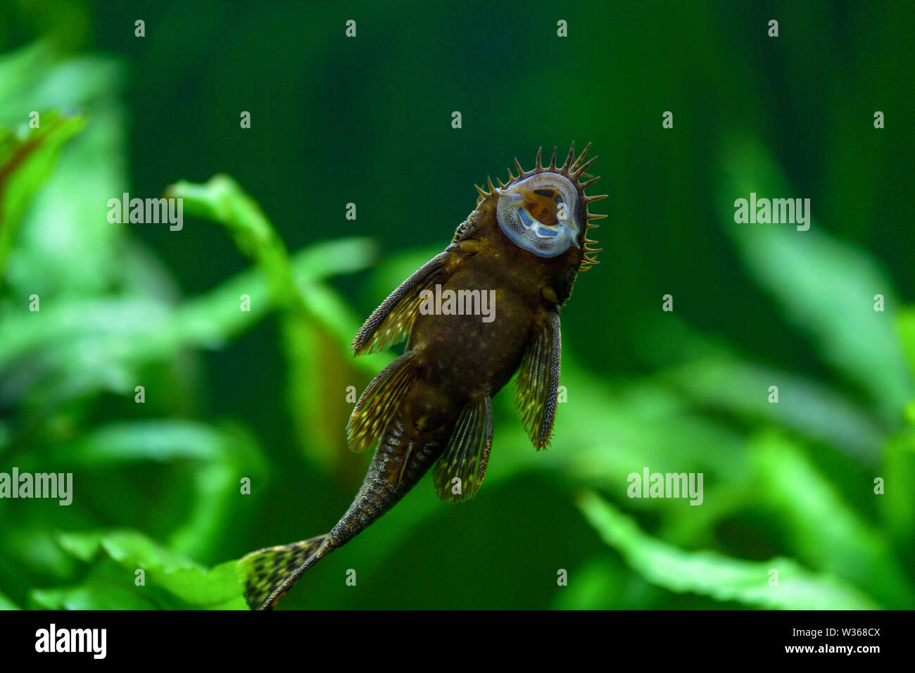 Ancistrus Dolichopterus Stockfotos und -bilder Kaufen - Alamy