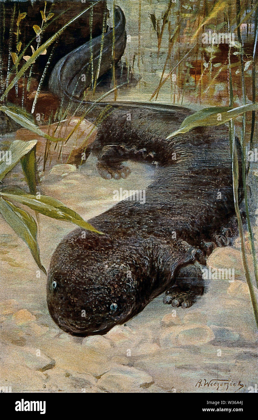 Riesensalamander aquarium -Fotos und -Bildmaterial in hoher Auflösung ...