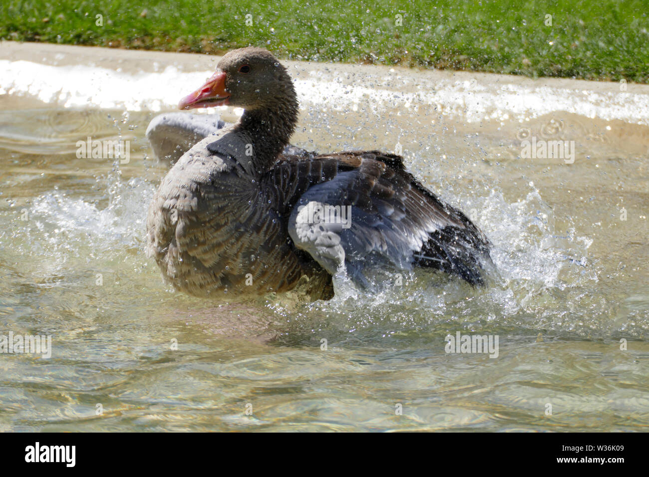 Kanadische Gans, Ente im Wasser planscht und erfrischt sich bei der ...