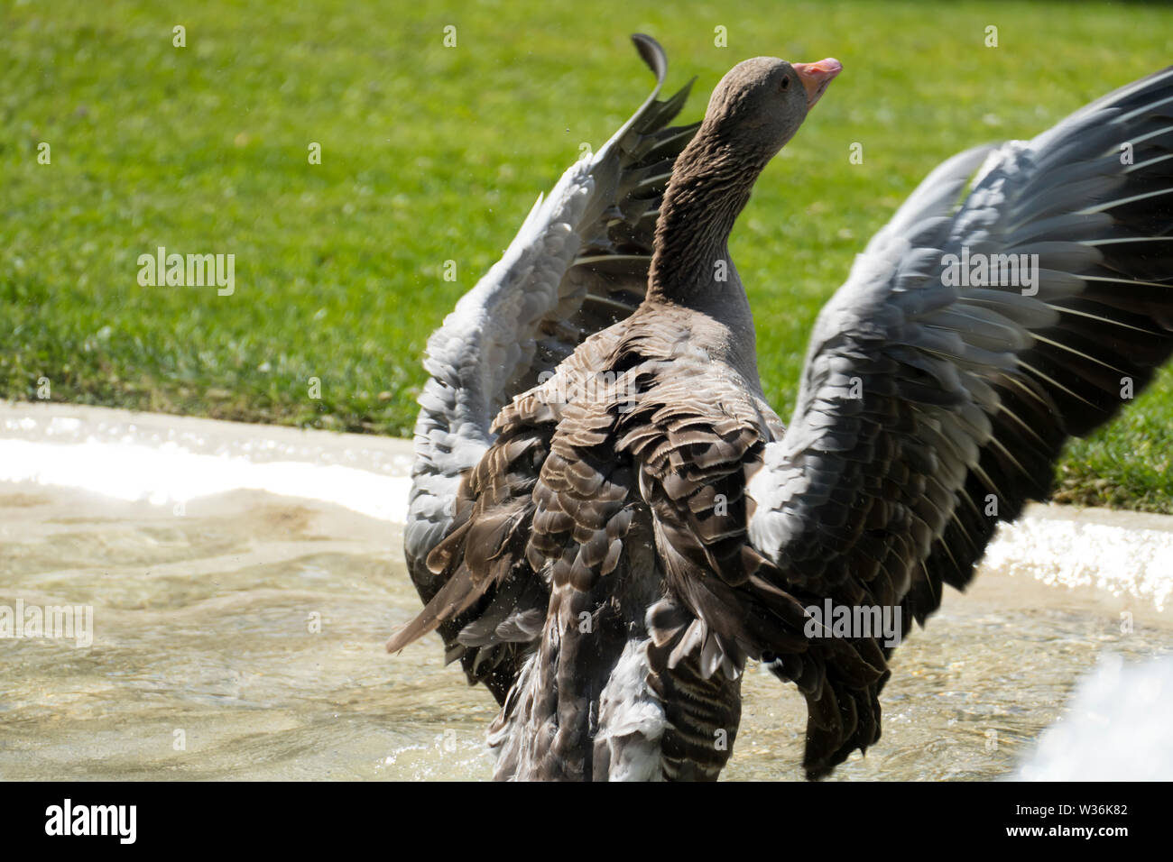 Kanadische Gans, Ente im Wasser planscht und erfrischt sich bei der ...