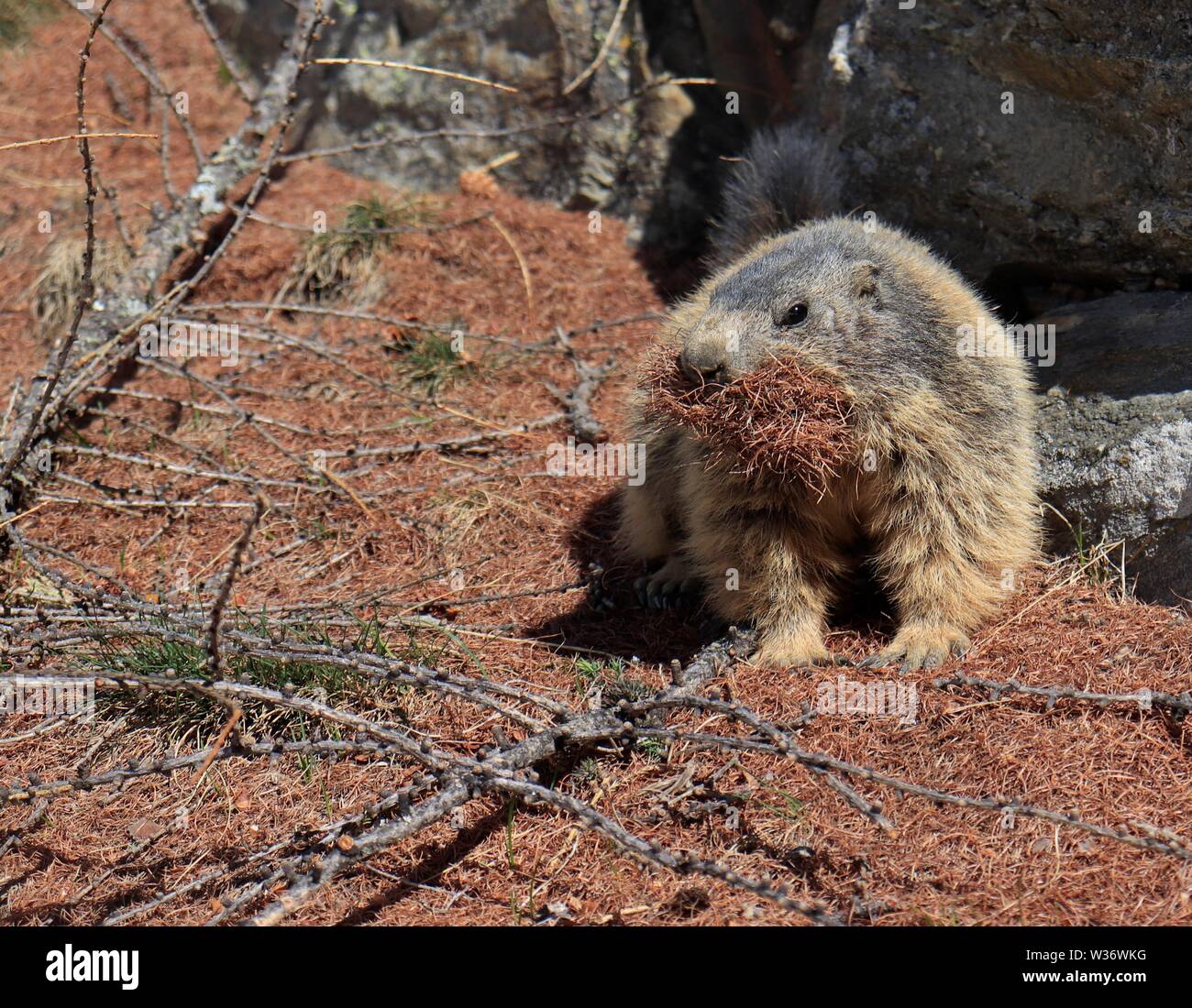 Marmota fauna -Fotos und -Bildmaterial in hoher Auflösung – Alamy