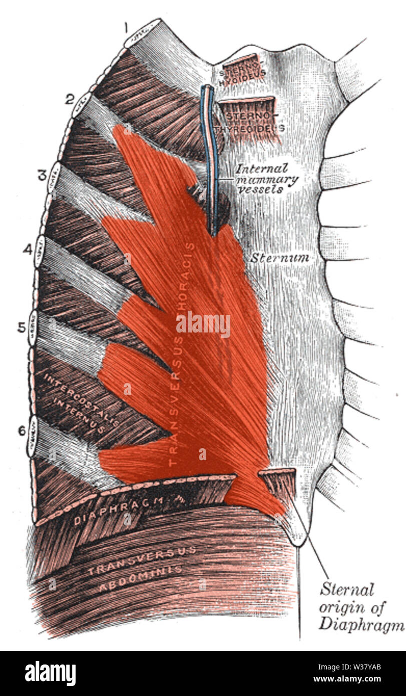 Transversus thoracis -Fotos und -Bildmaterial in hoher Auflösung – Alamy