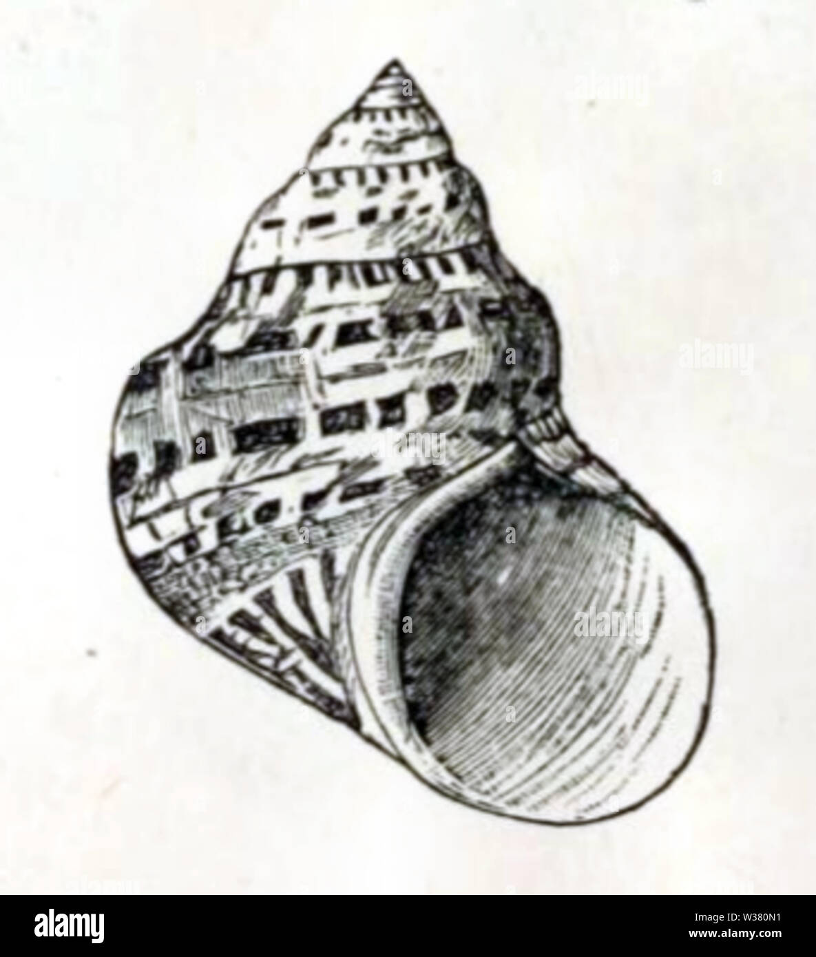 Turbo petholatus -Fotos und -Bildmaterial in hoher Auflösung – Alamy