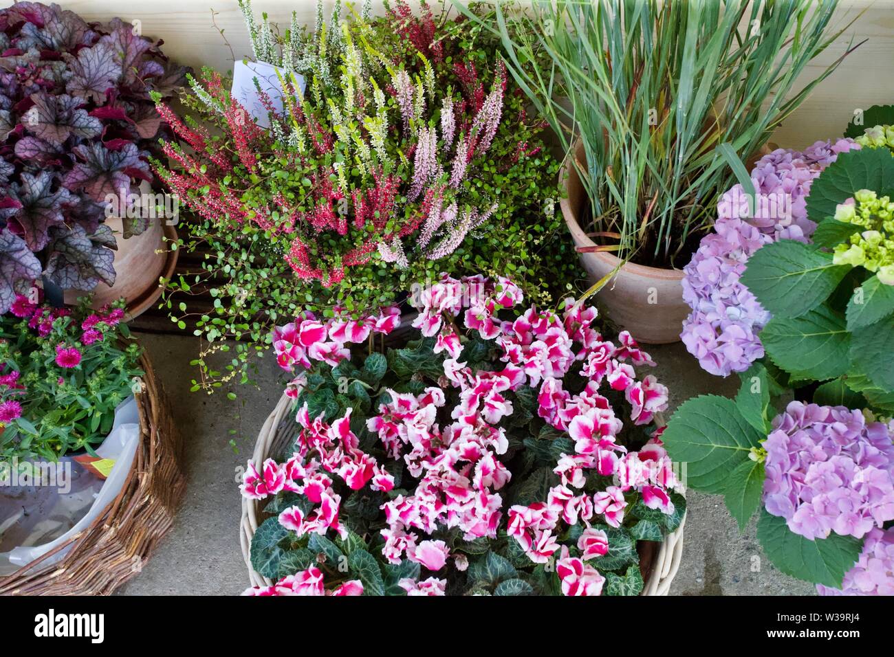 Engadin blumen -Fotos und -Bildmaterial in hoher Auflösung – Alamy