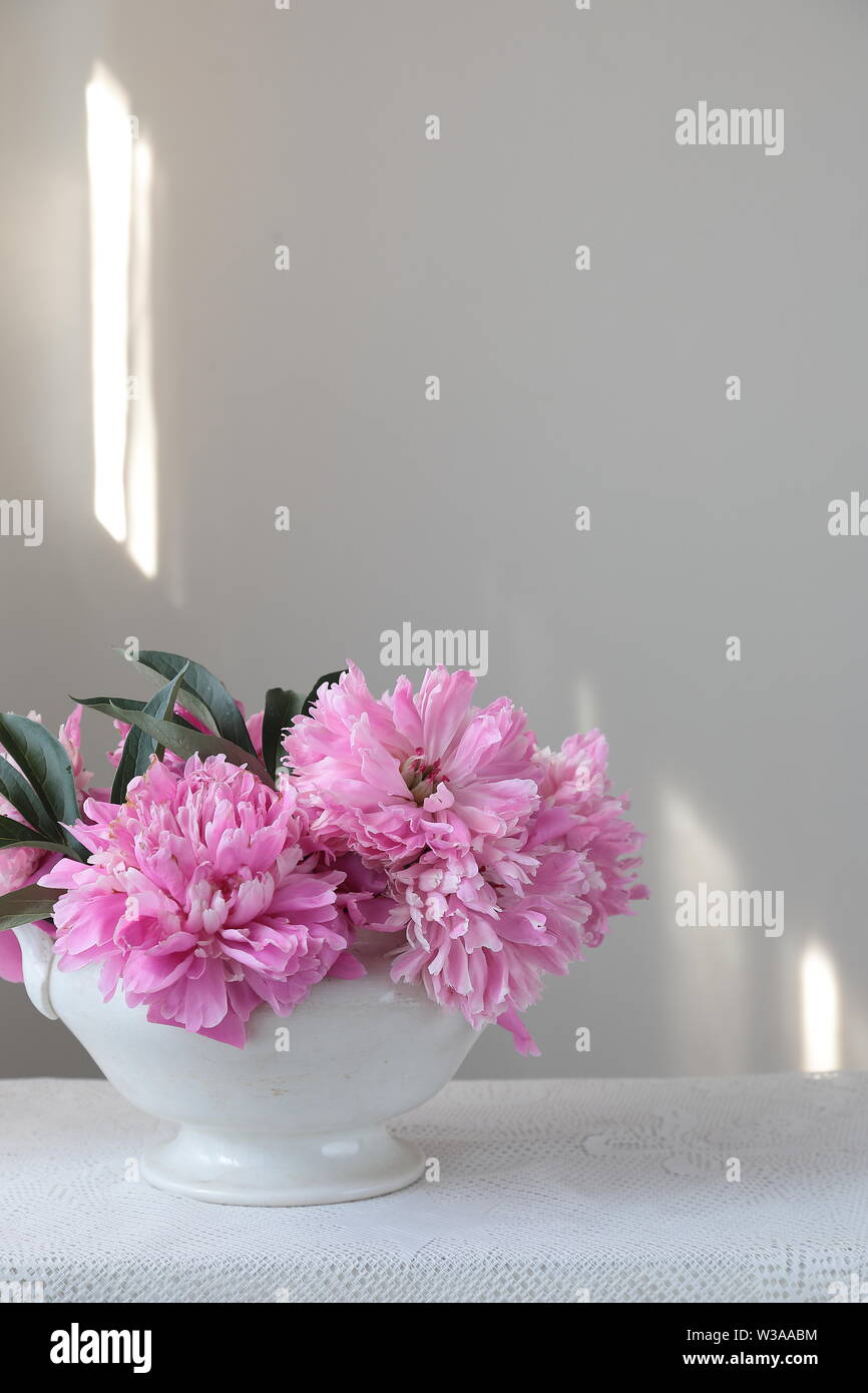 Schöne rosa pfingstrosen auf weißem hintergrund -Fotos und ...